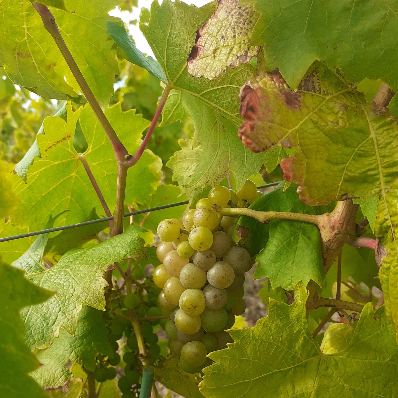 La véraison, qu'est-ce que c'est ? - Domaine Blouin