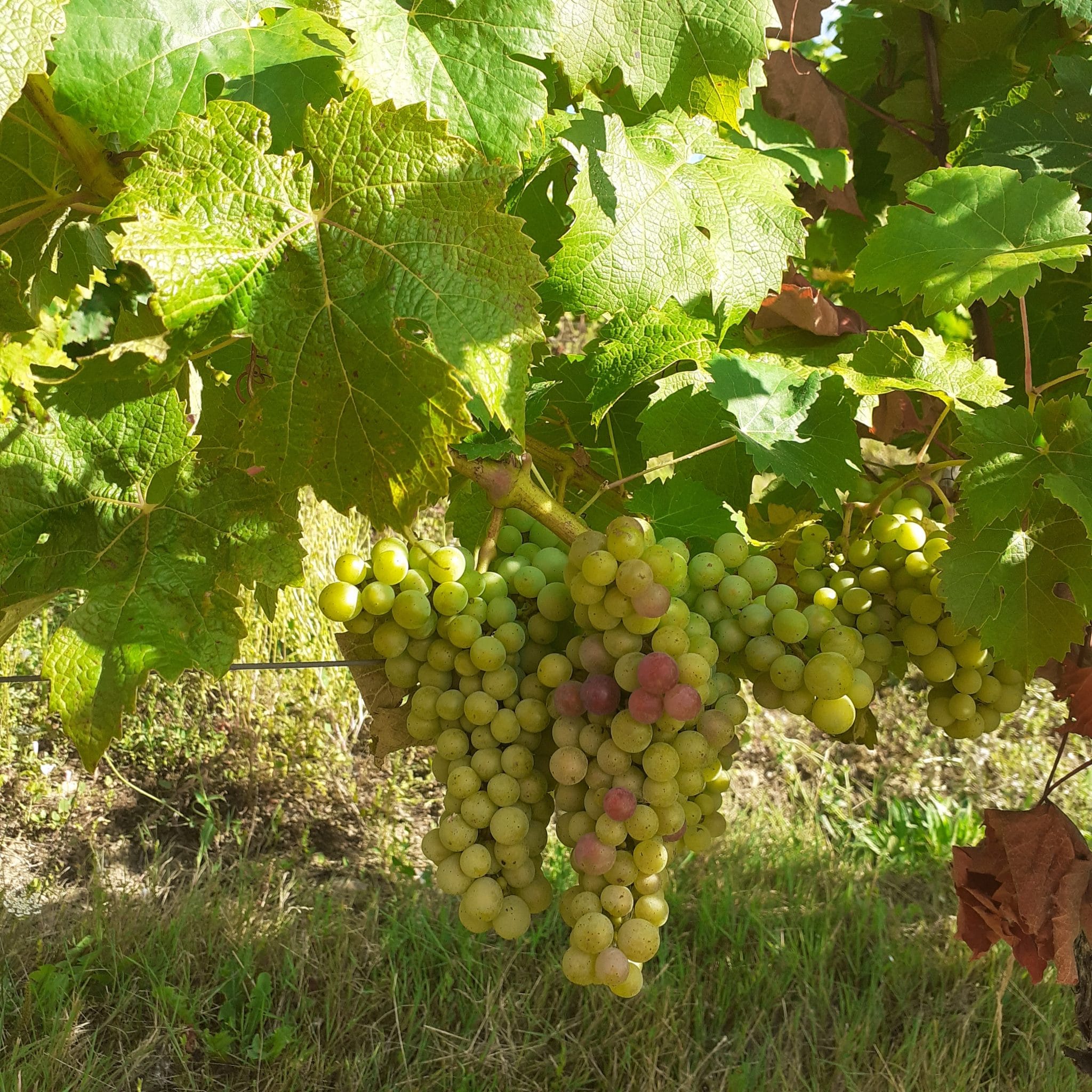 La véraison, qu'est-ce que c'est ? - Domaine Blouin